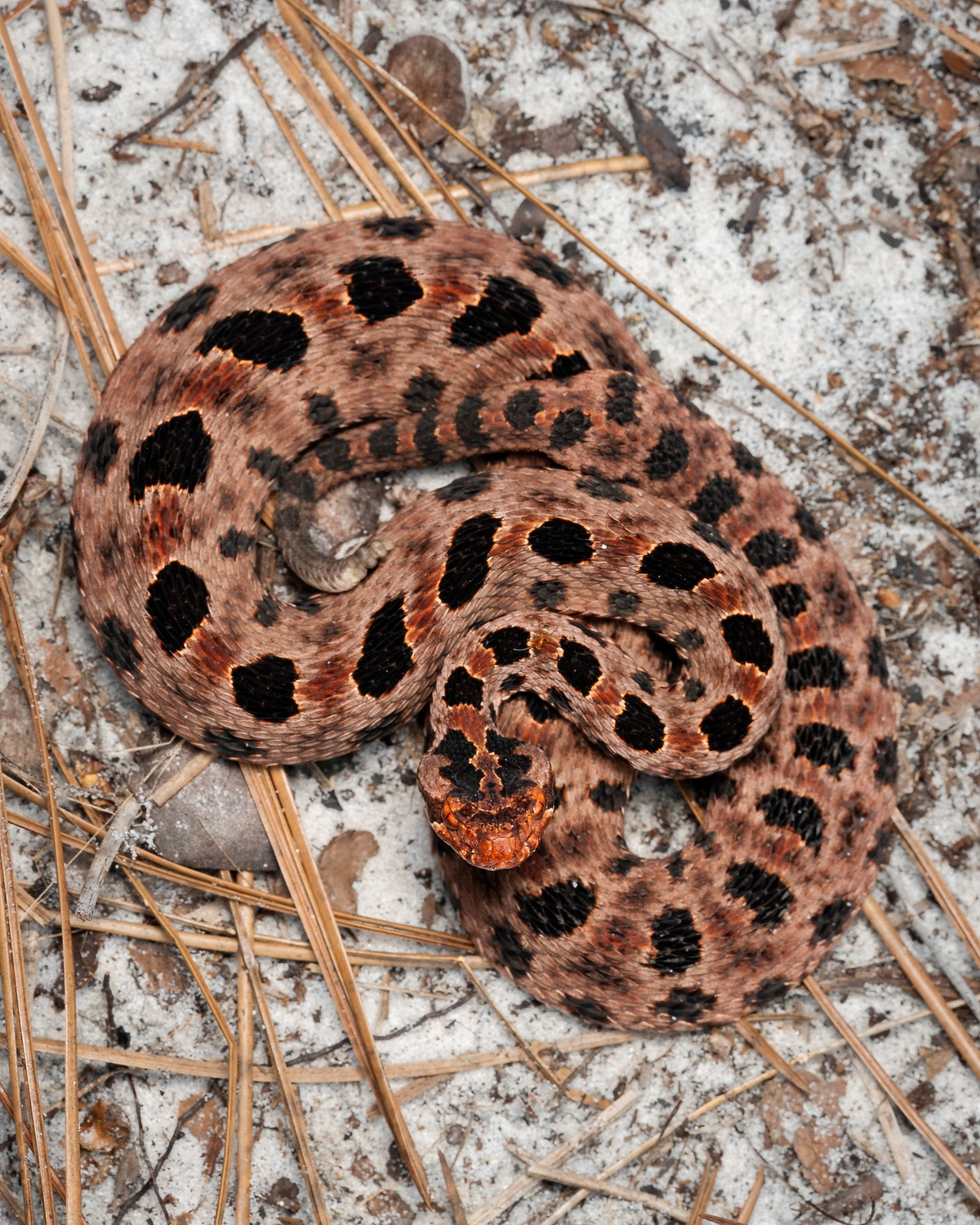 John Mauser Photography, The Hunt for Red Snakes, Carolina Pygmy ...